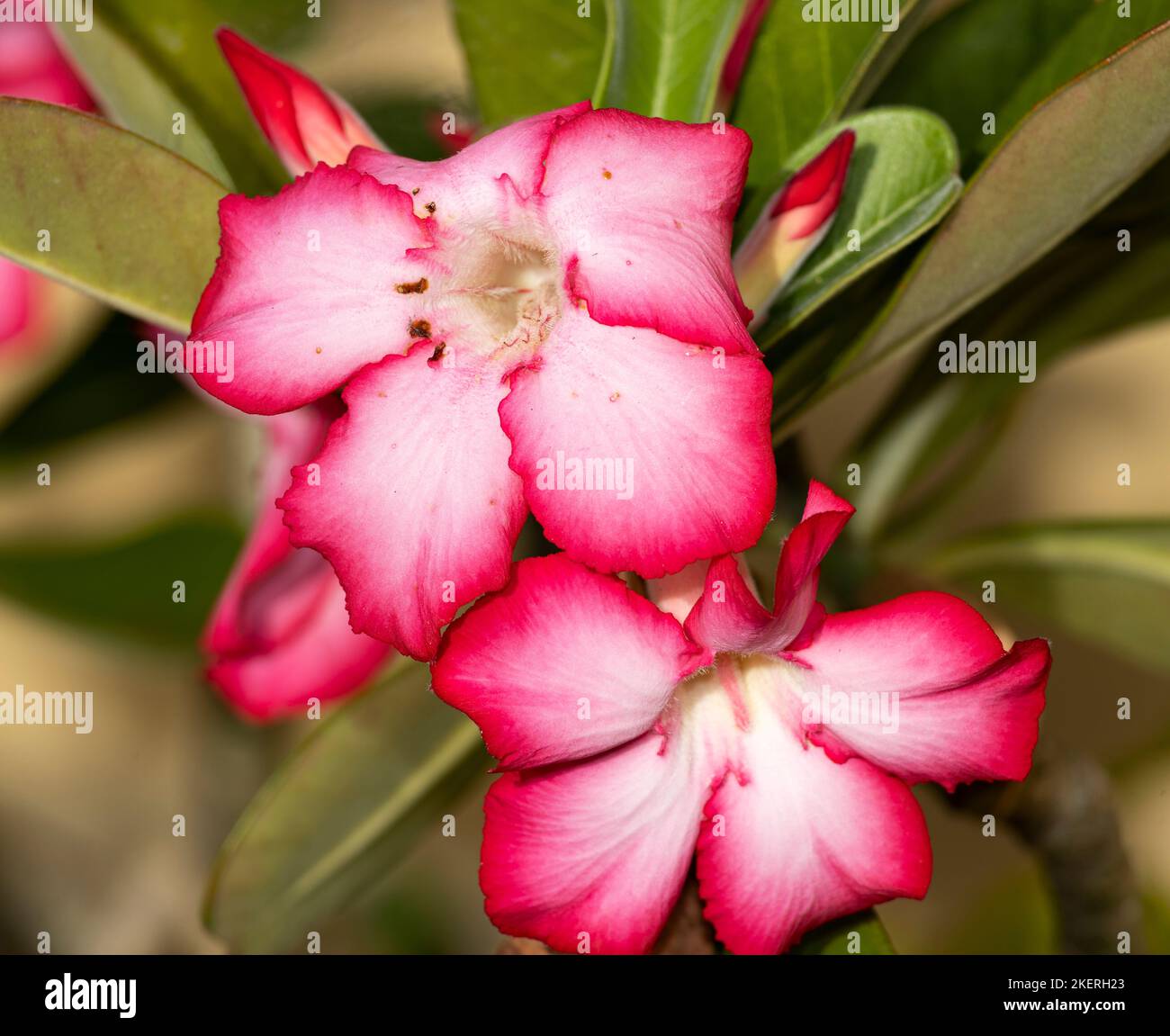 The brilliant flowers of the Impala Lily, or Desert Rose, emerge during ...