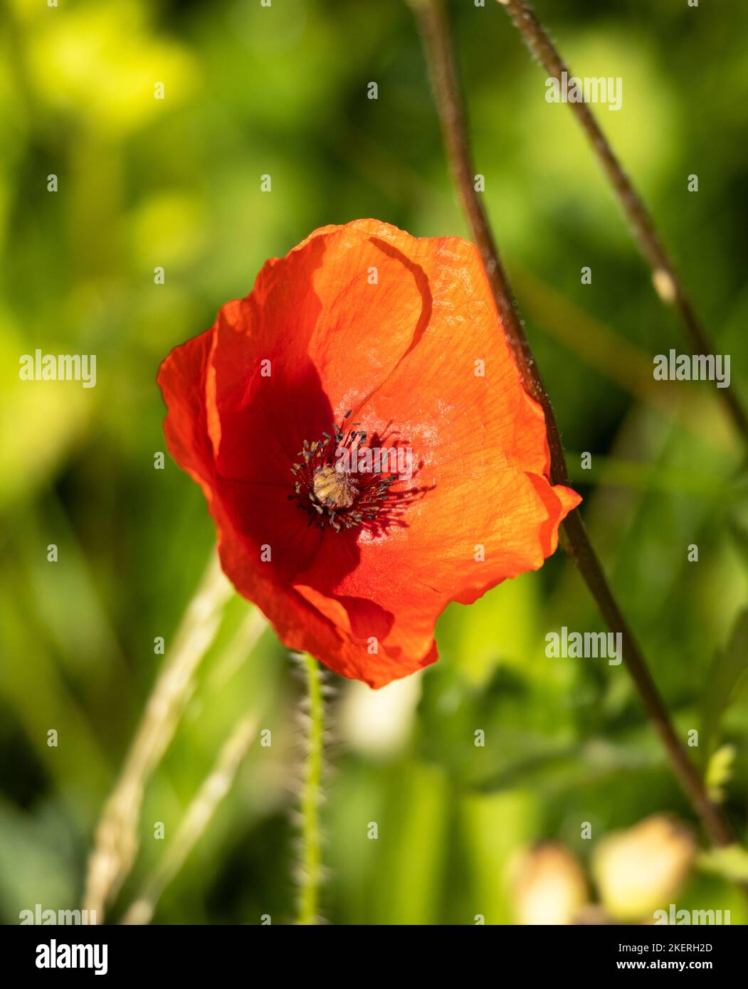 The Common Poppy became the symbol of the slaughter of the battlefields ...