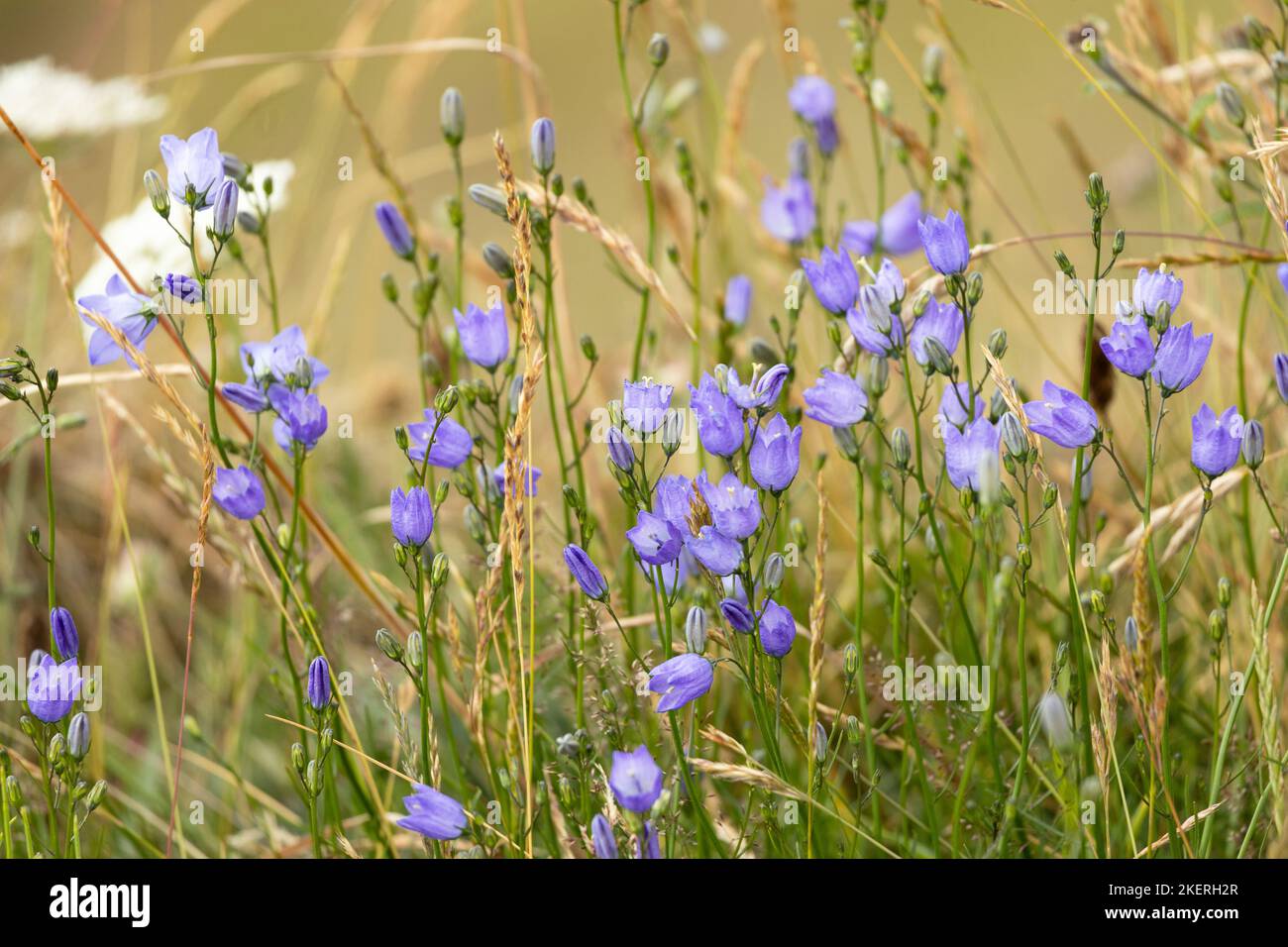The delicate blue bell-shaped flowers of the Harebell are a feature of ...