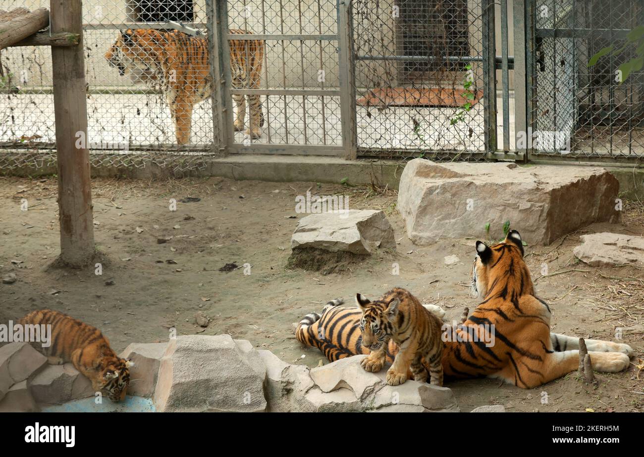 The mother Siberia tiger with her three cubs in Nantong Forest Zoo ...