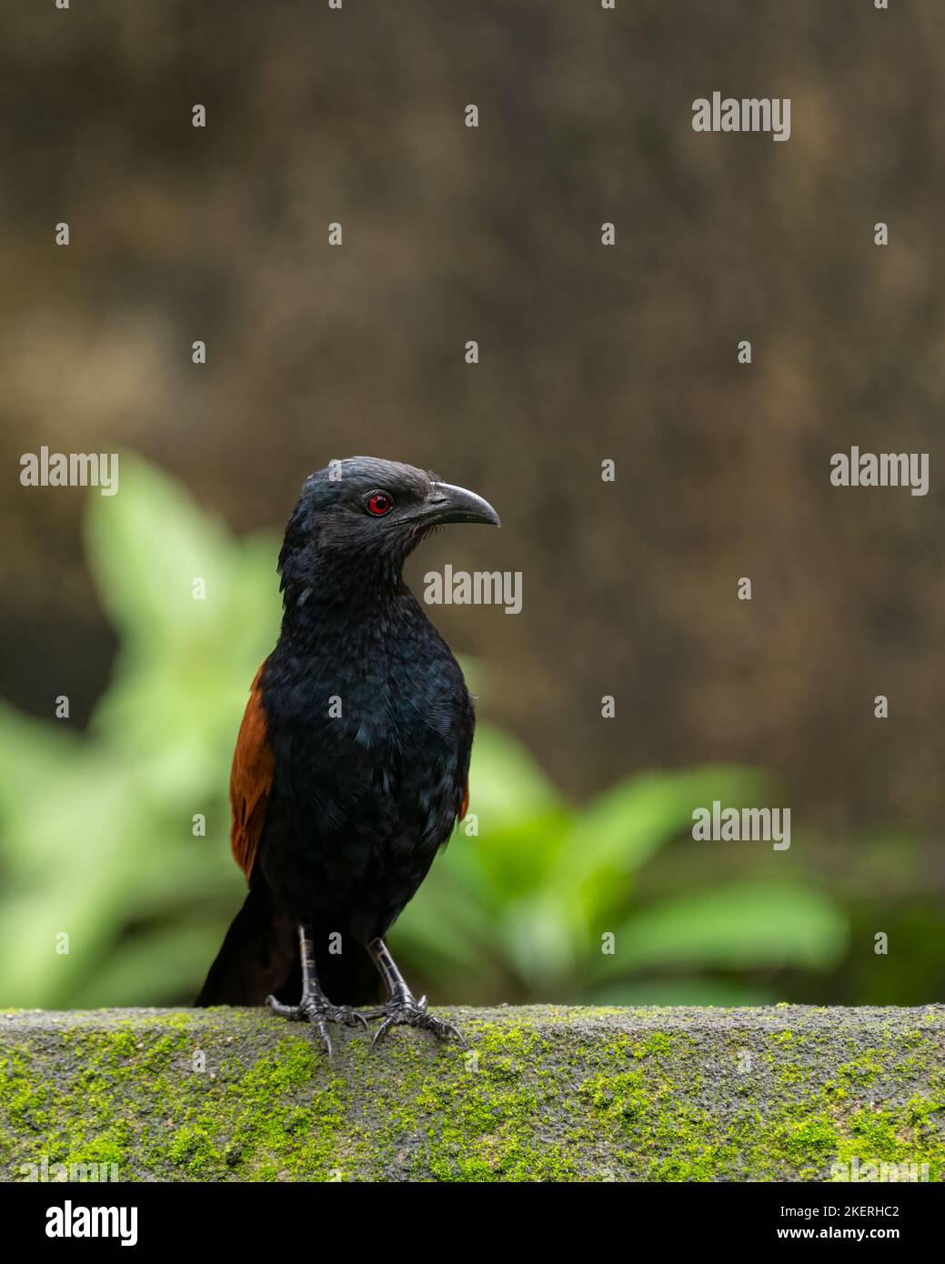 Common coucal hi-res stock photography and images - Alamy