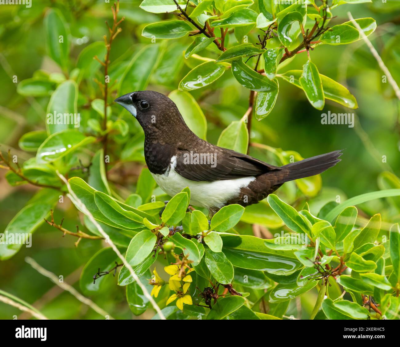 Lonchura leucogastra hi-res stock photography and images - Alamy