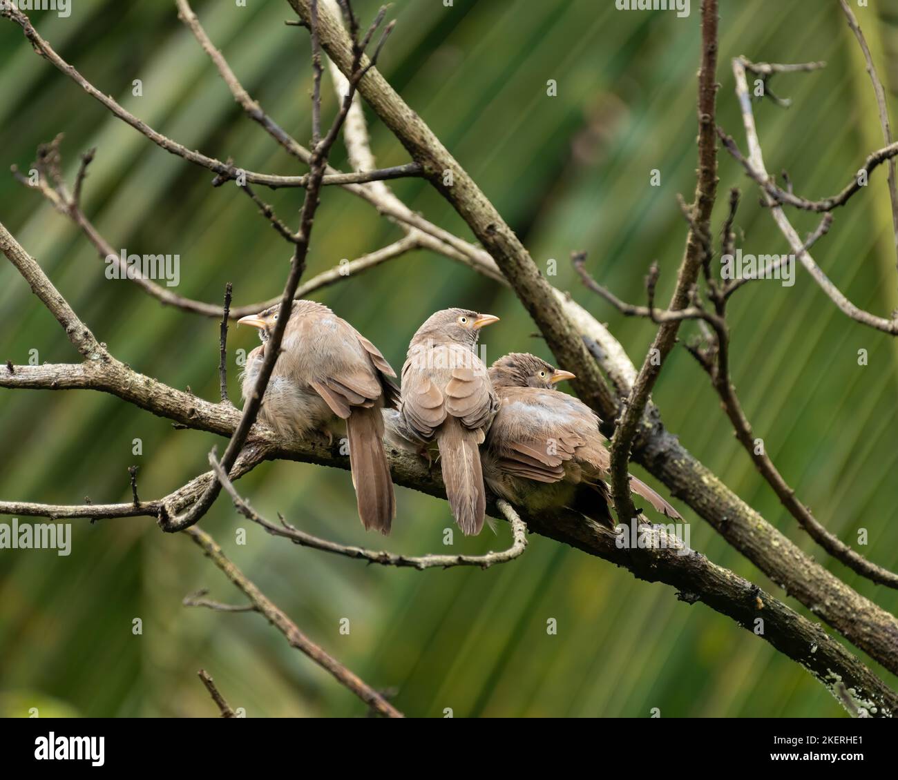 Three Jungle babblers (Turdoides striata), perched on a dead tree and ...