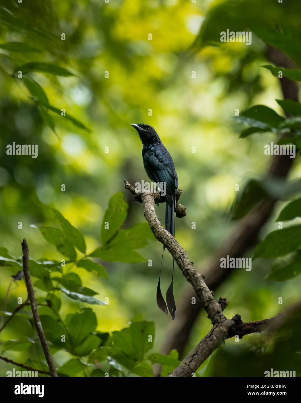 Racket tailed drongo hi-res stock photography and images - Alamy