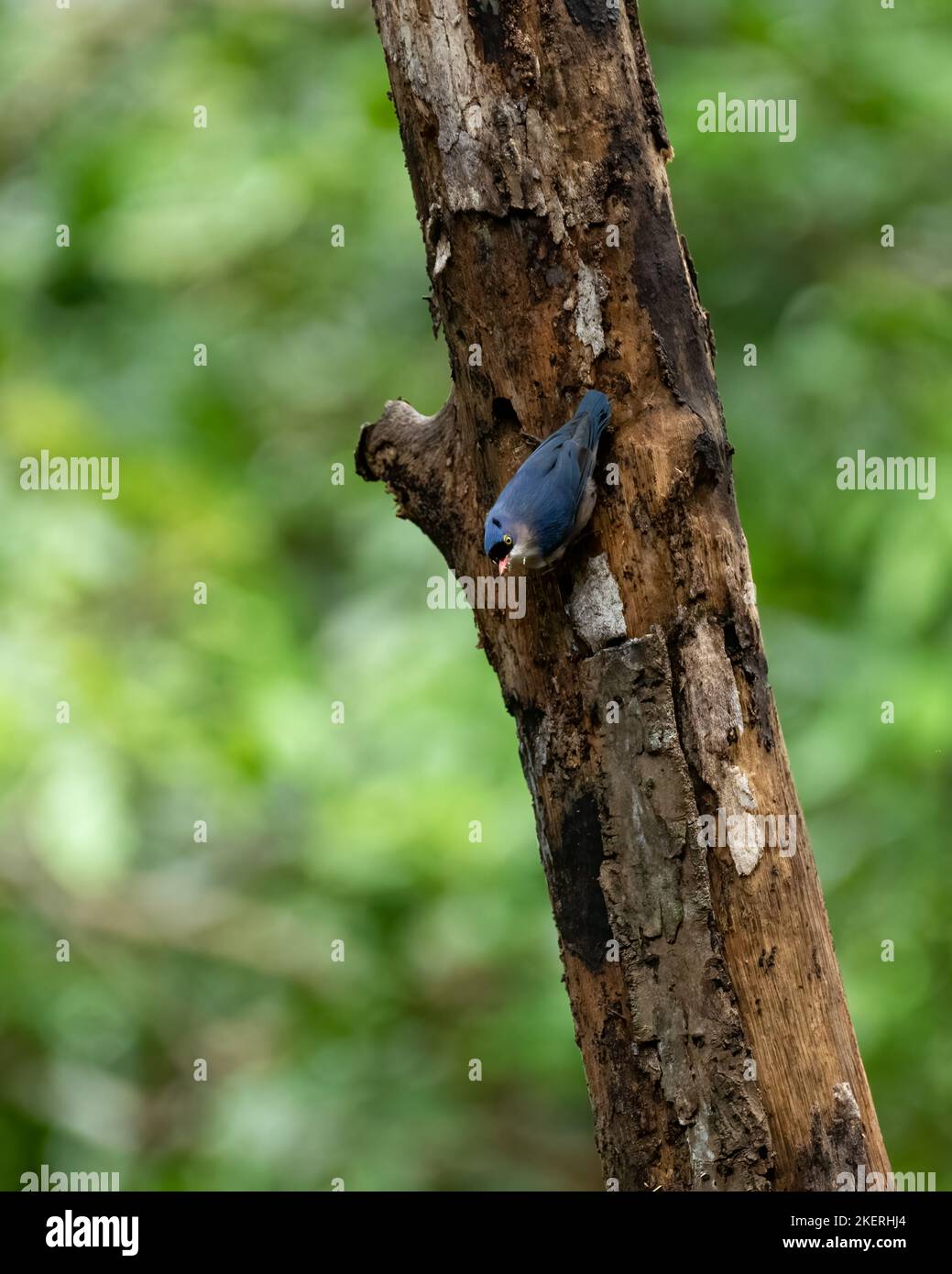 Velvet-fronted nuthatch (Sitta frontalis), perched on the tree trunk of ...