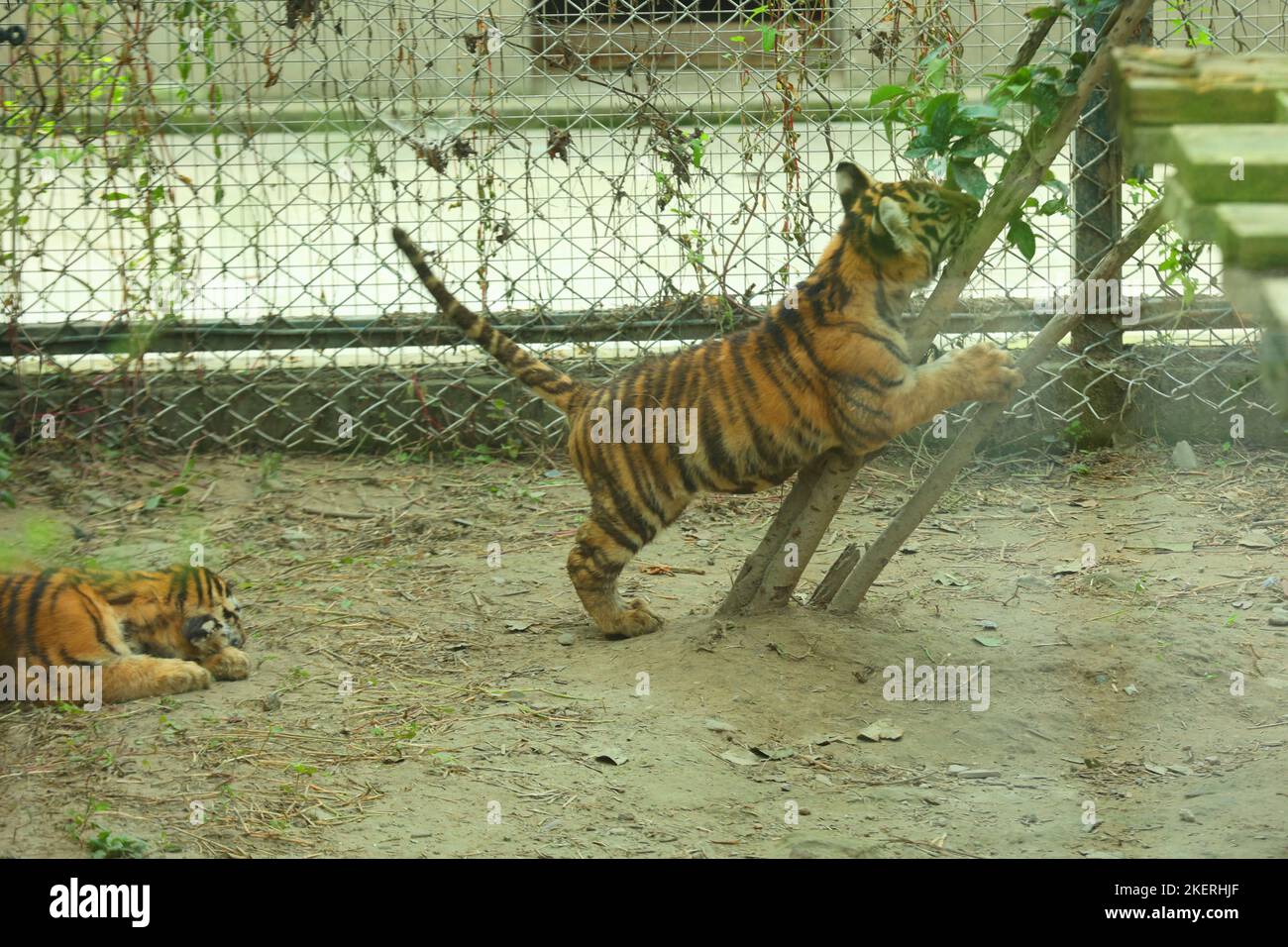 The mother Siberia tiger with her three cubs in Nantong Forest Zoo ...