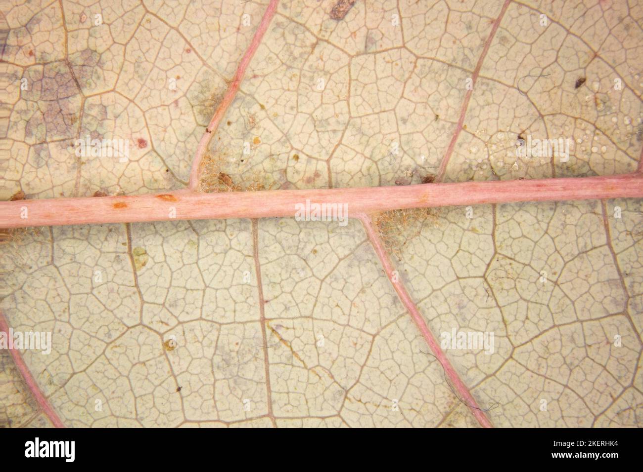 Leaf of a deciduous tree with leaf veins under a magnifying glass Stock ...