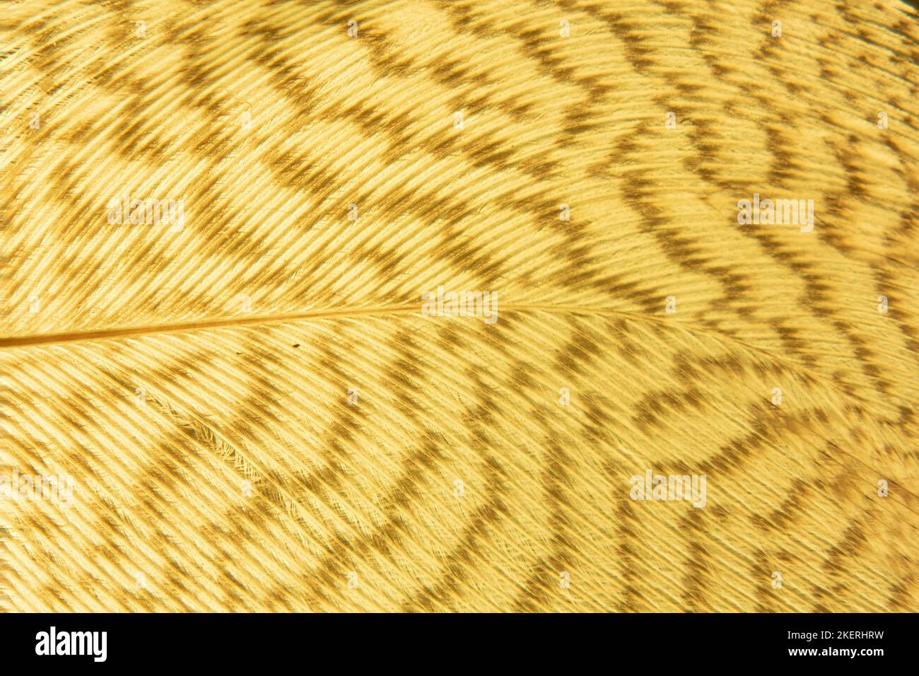 feather of a goose under the microscope Stock Photo - Alamy