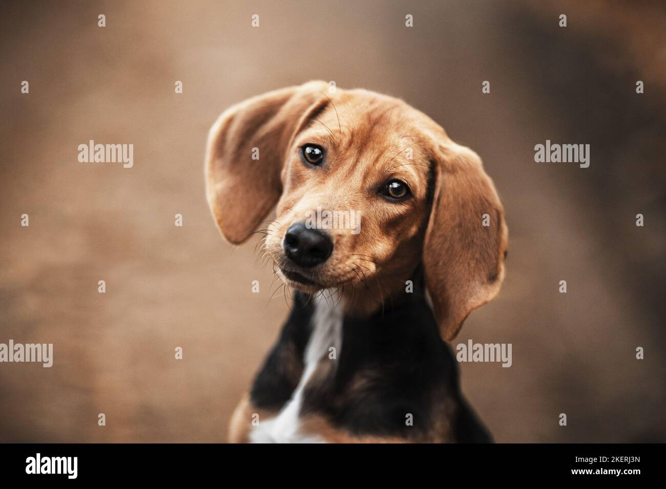 Harrier hound hi-res stock photography and images - Alamy