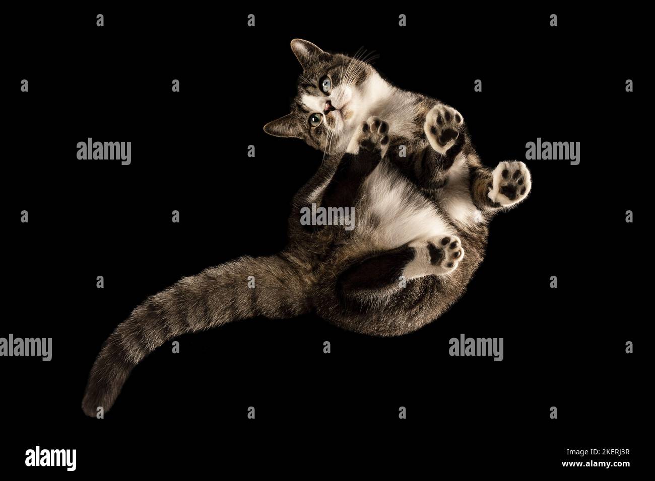 Cat from below hi-res stock photography and images - Alamy
