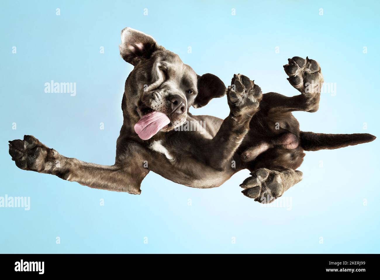 Labrador Retriever from below Stock Photo - Alamy