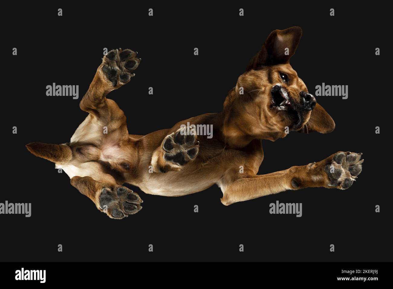 Labrador Retriever from below Stock Photo - Alamy