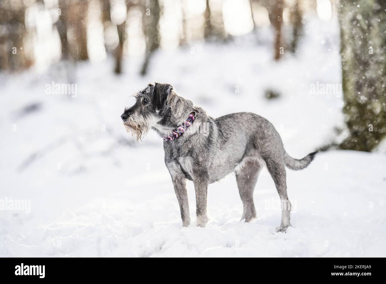 Medium size schnauzer dog hi-res stock photography and images - Alamy