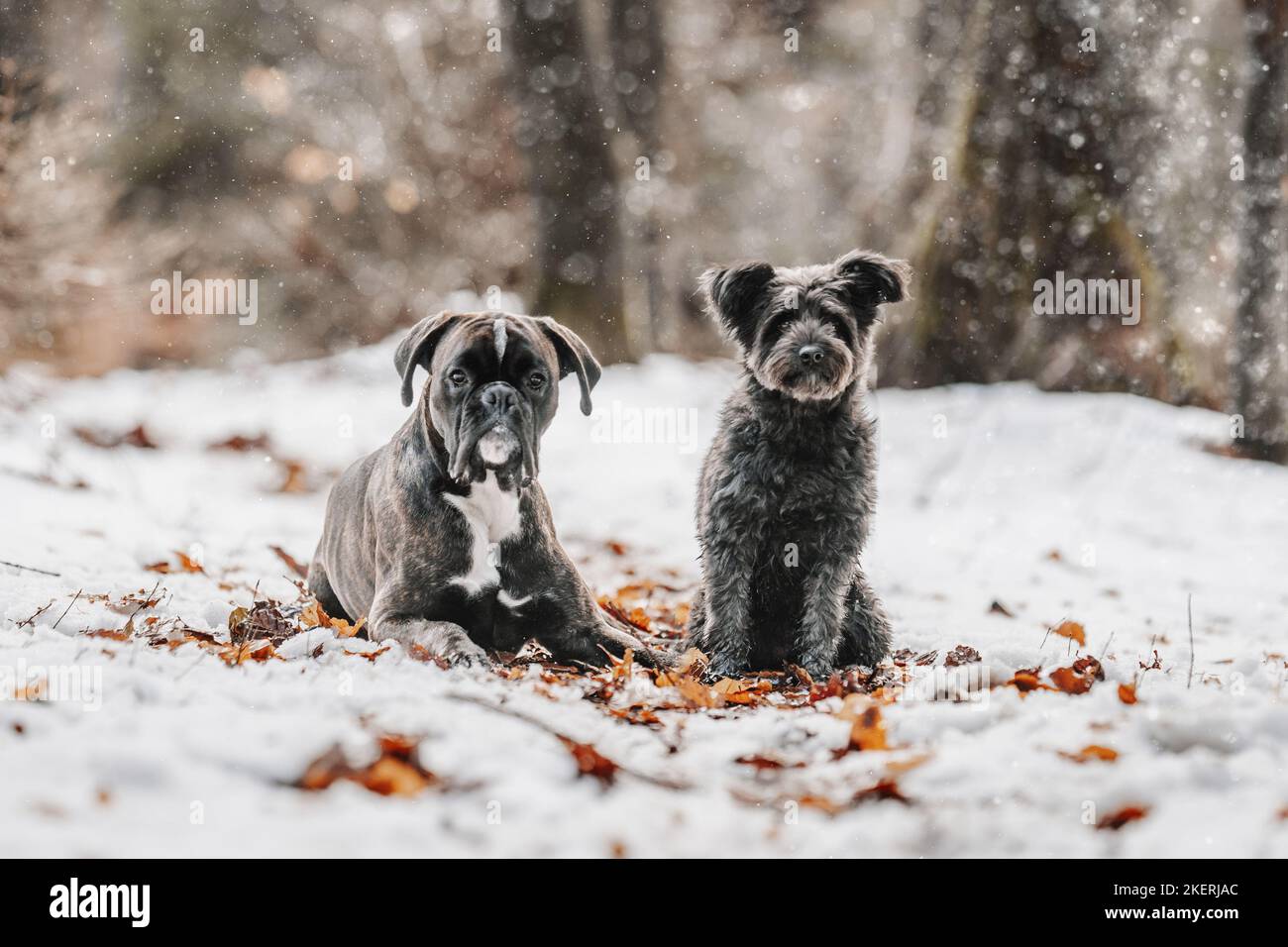Boxer and Mongrel Stock Photo - Alamy
