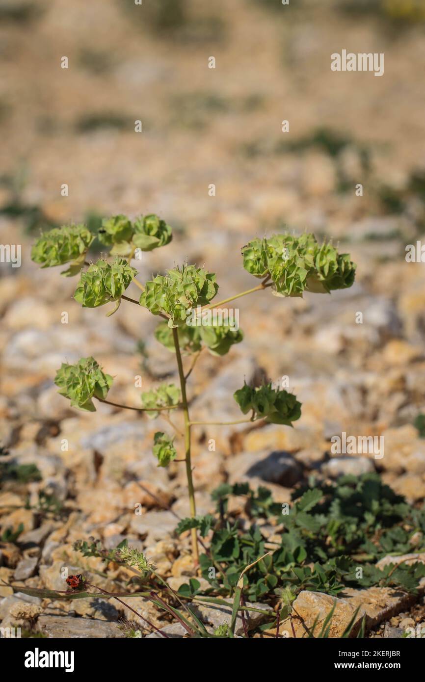 Sickle leaf hi-res stock photography and images - Alamy
