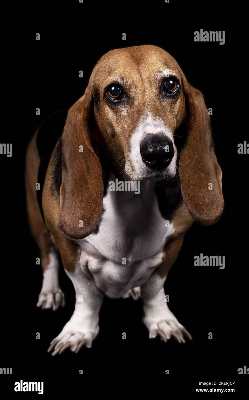 Basset Artesien Normand Stock Photo - Alamy