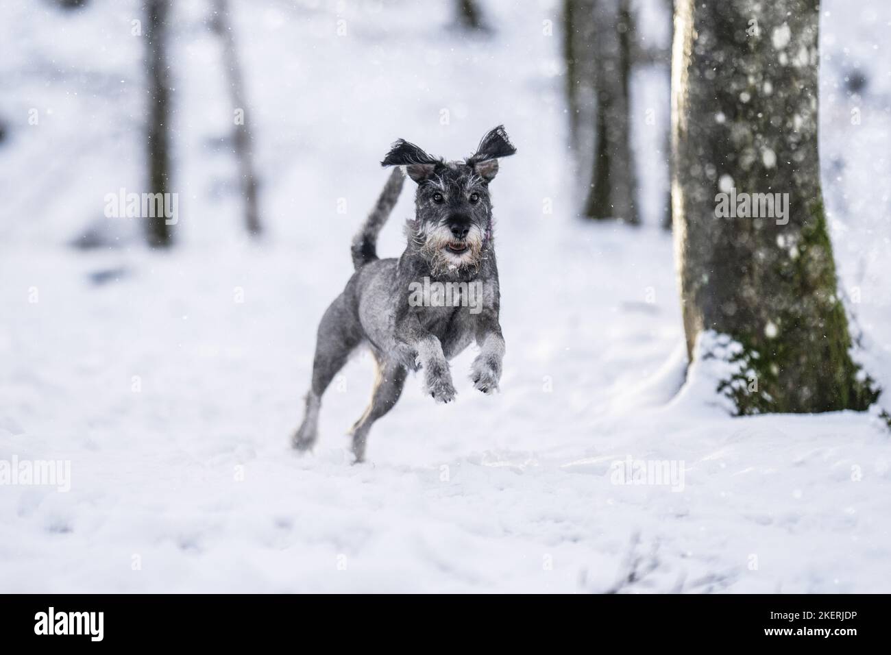 Medium size schnauzer dog hi-res stock photography and images - Alamy
