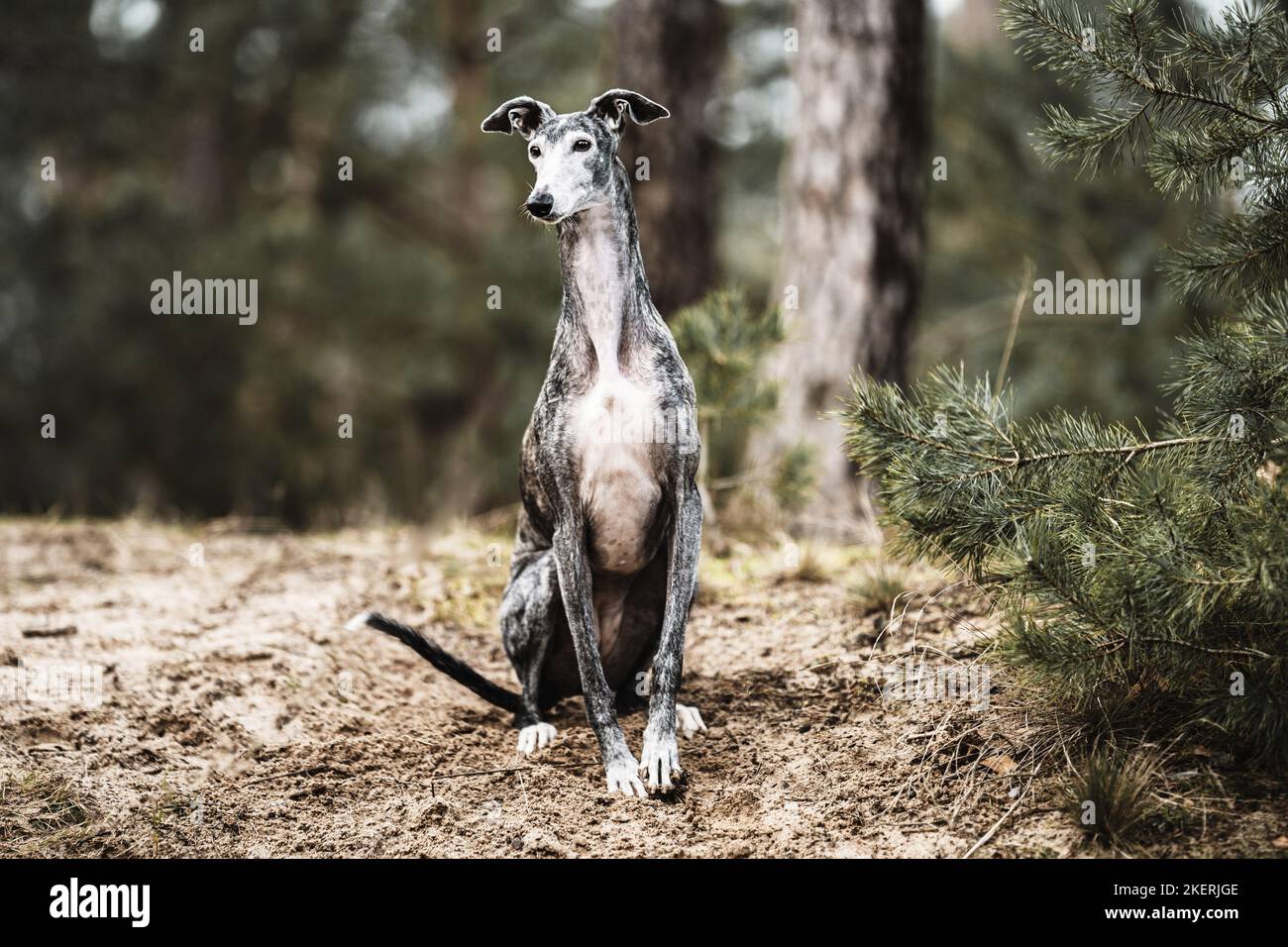 Smooth galgo hi-res stock photography and images - Alamy