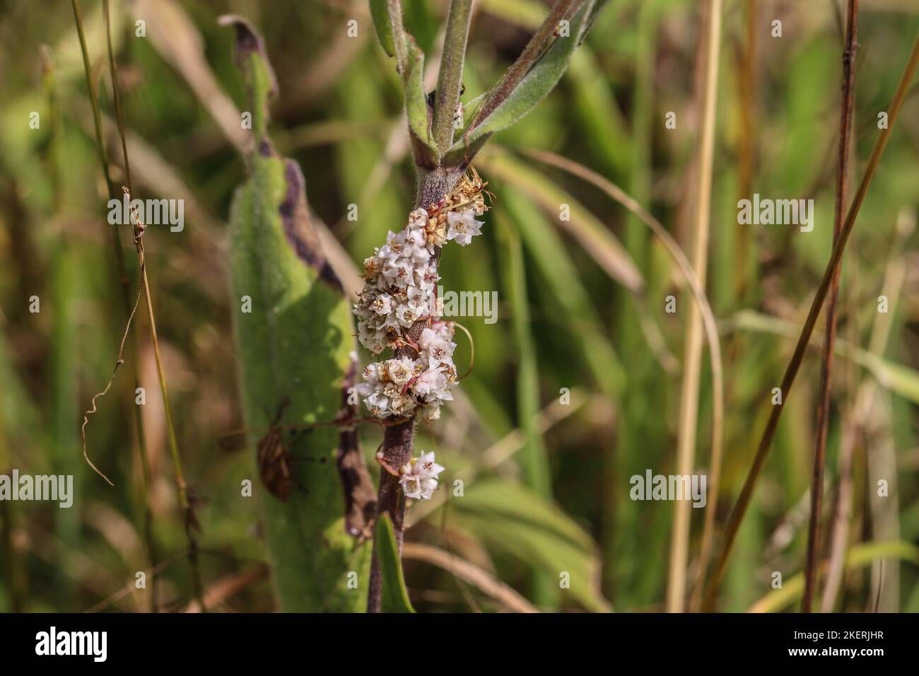 Pale flowers of a parasiti plant amarbel (latin name of genus: Cuscuta ...