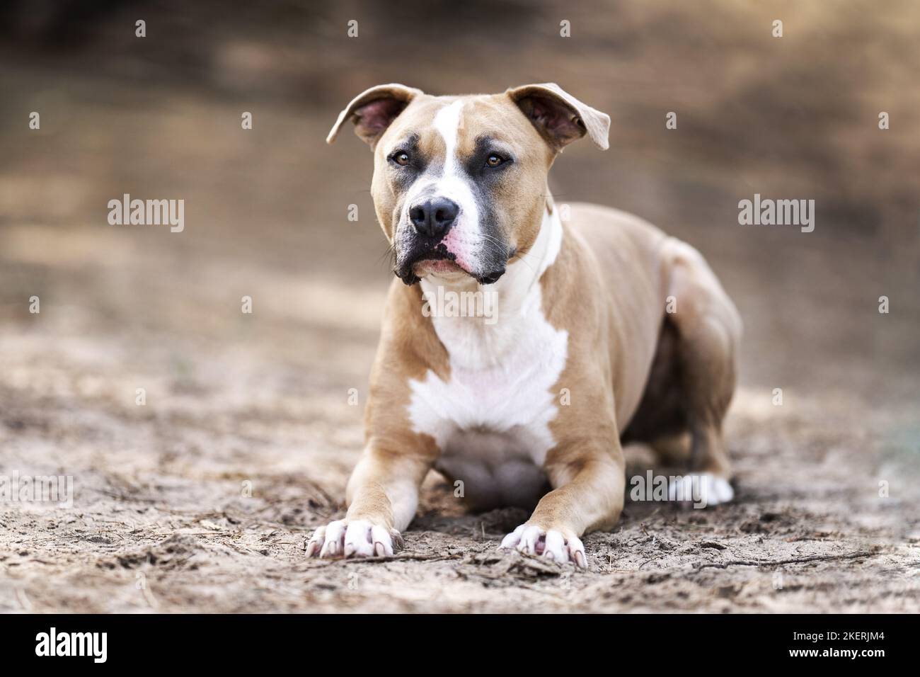 American Staffordshire Terrier Stock Photo - Alamy