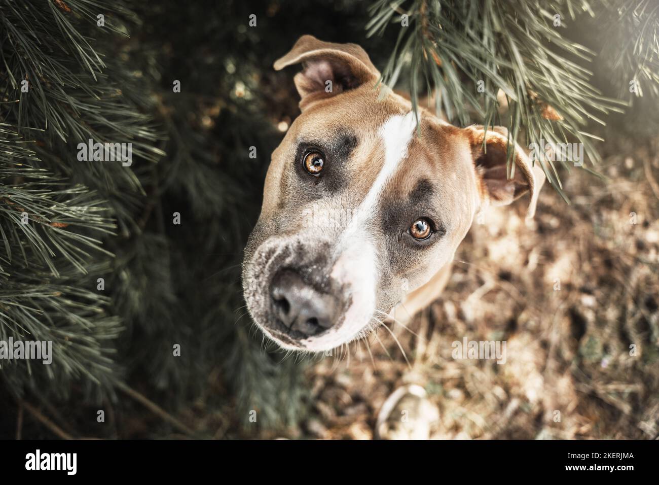 American Staffordshire Terrier Stock Photo - Alamy