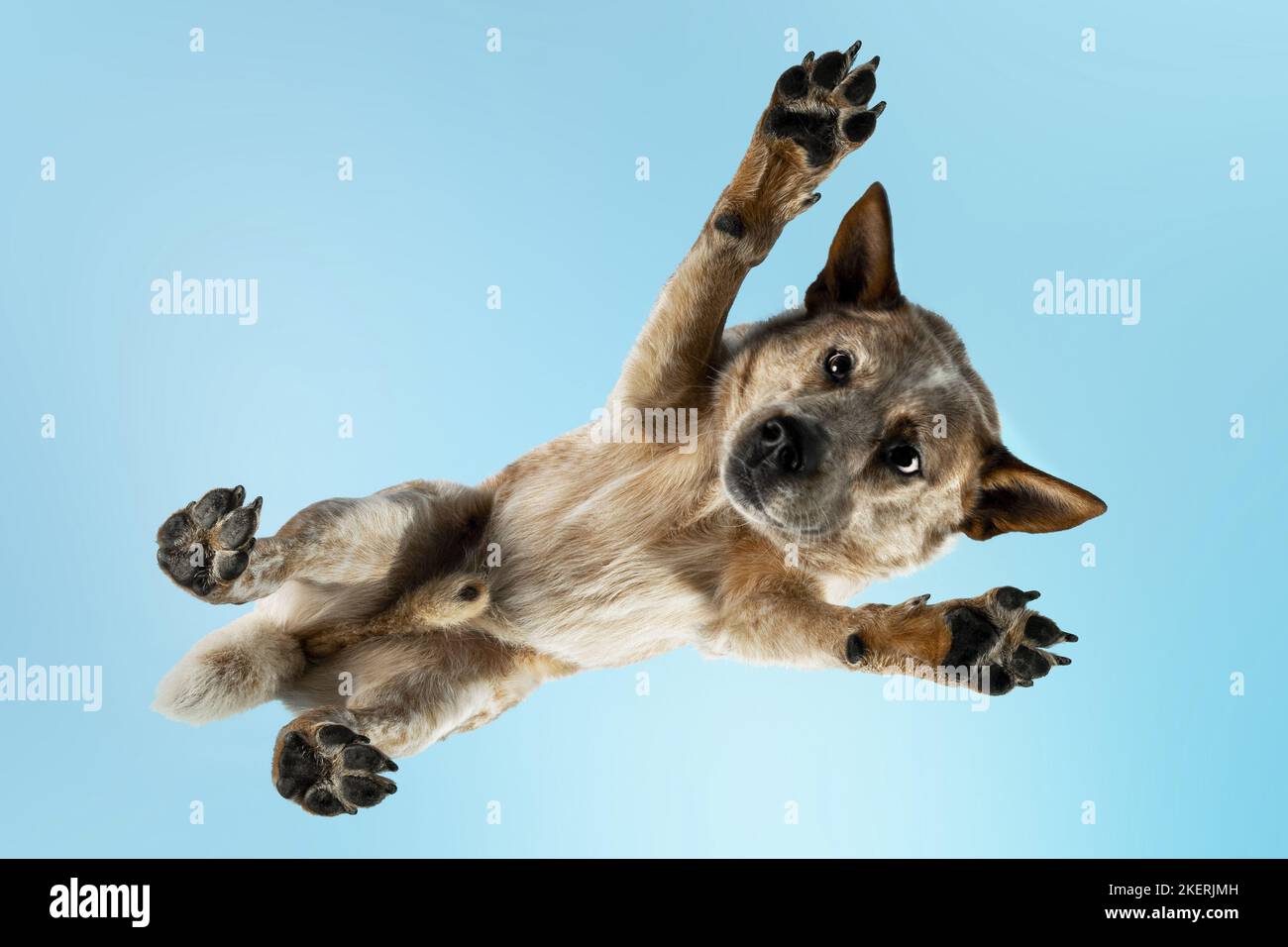 Australian Cattle Dog from below Stock Photo - Alamy