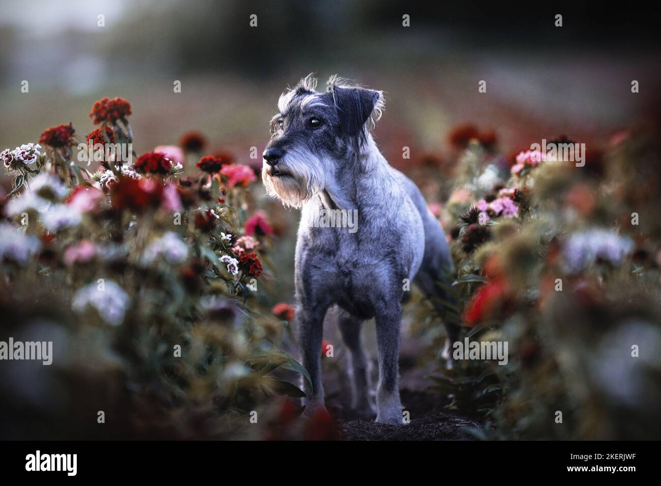 female Standard Schnauzer Stock Photo - Alamy
