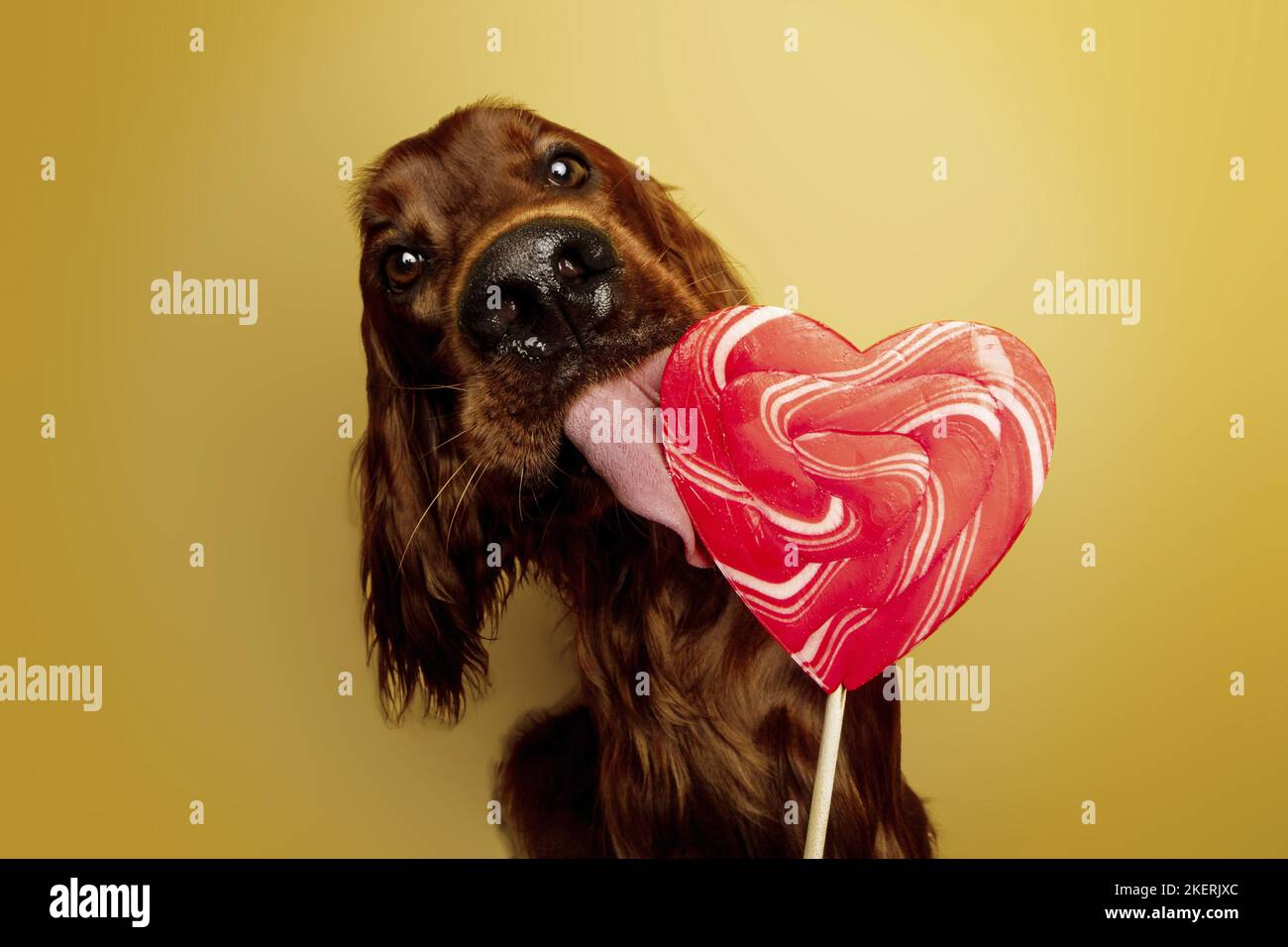 Irish Red Setter Portrait Stock Photo - Alamy