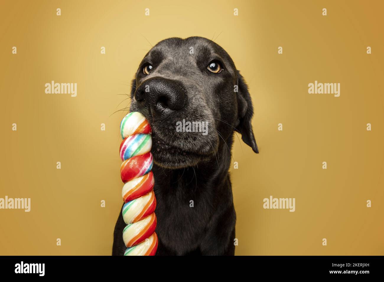 Labrador Retriever Portrait Stock Photo - Alamy Labrador Retriever Portrait Stock Photo - Alamy