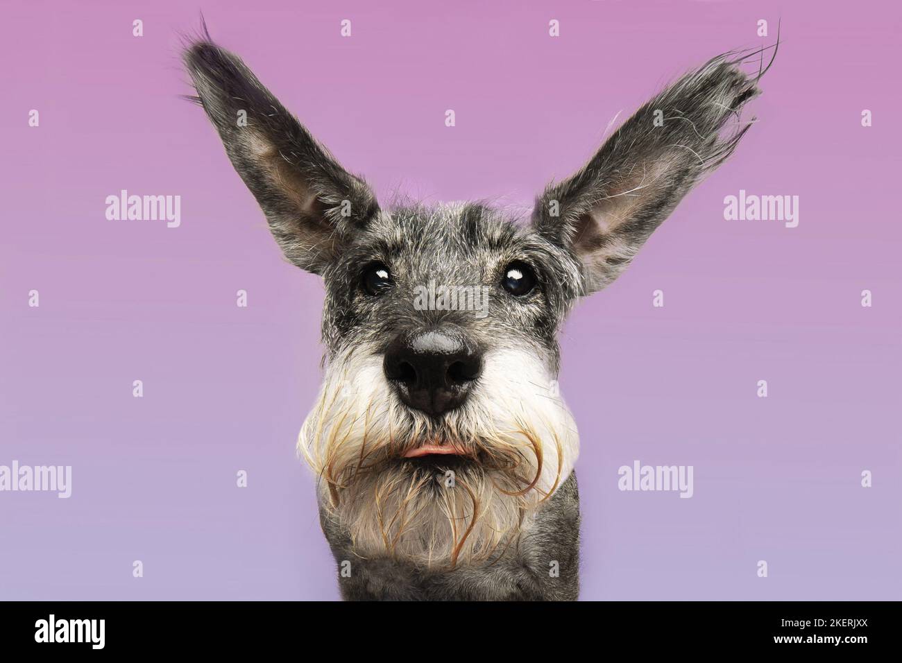 female Standard Schnauzer Stock Photo - Alamy