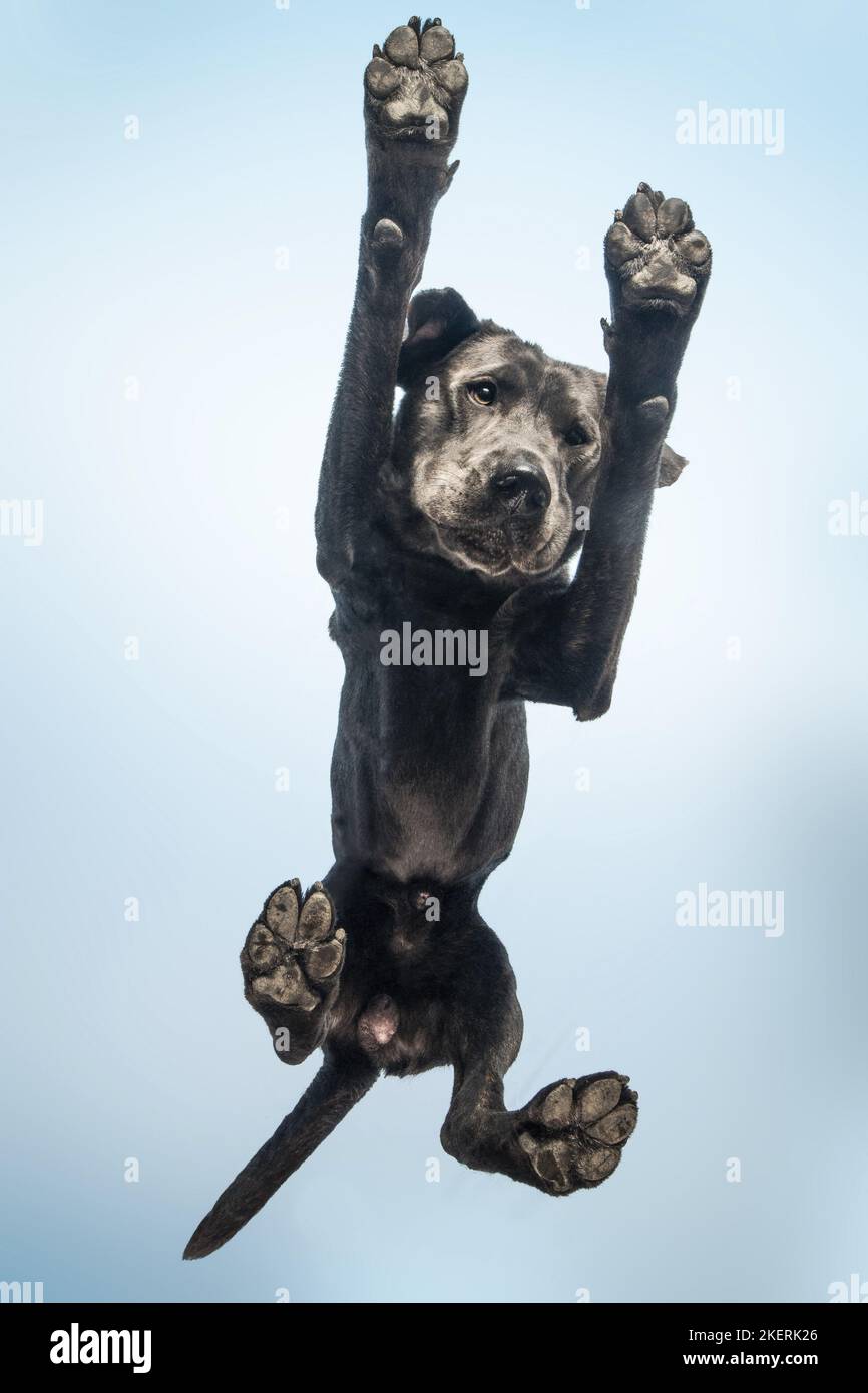 male Labrador Retriever Stock Photo - Alamy