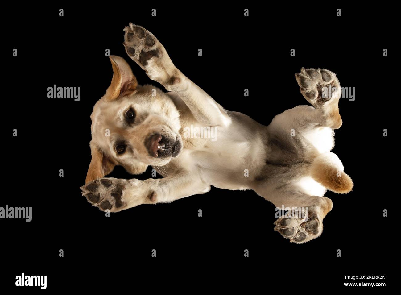 female Labrador Retriever Stock Photo - Alamy