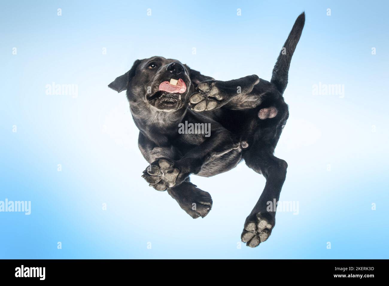 male Labrador Retriever Stock Photo - Alamy