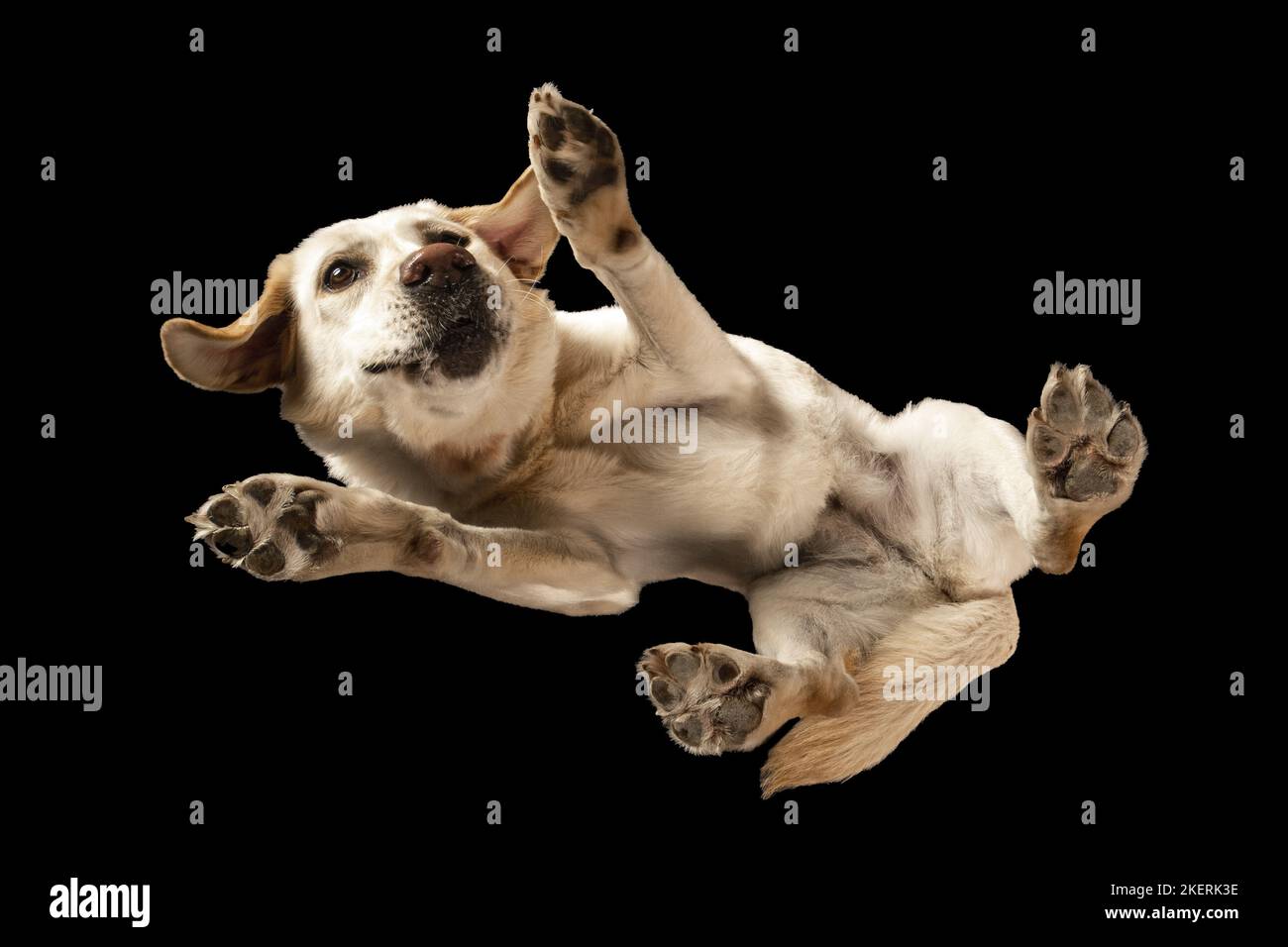 female Labrador Retriever Stock Photo - Alamy