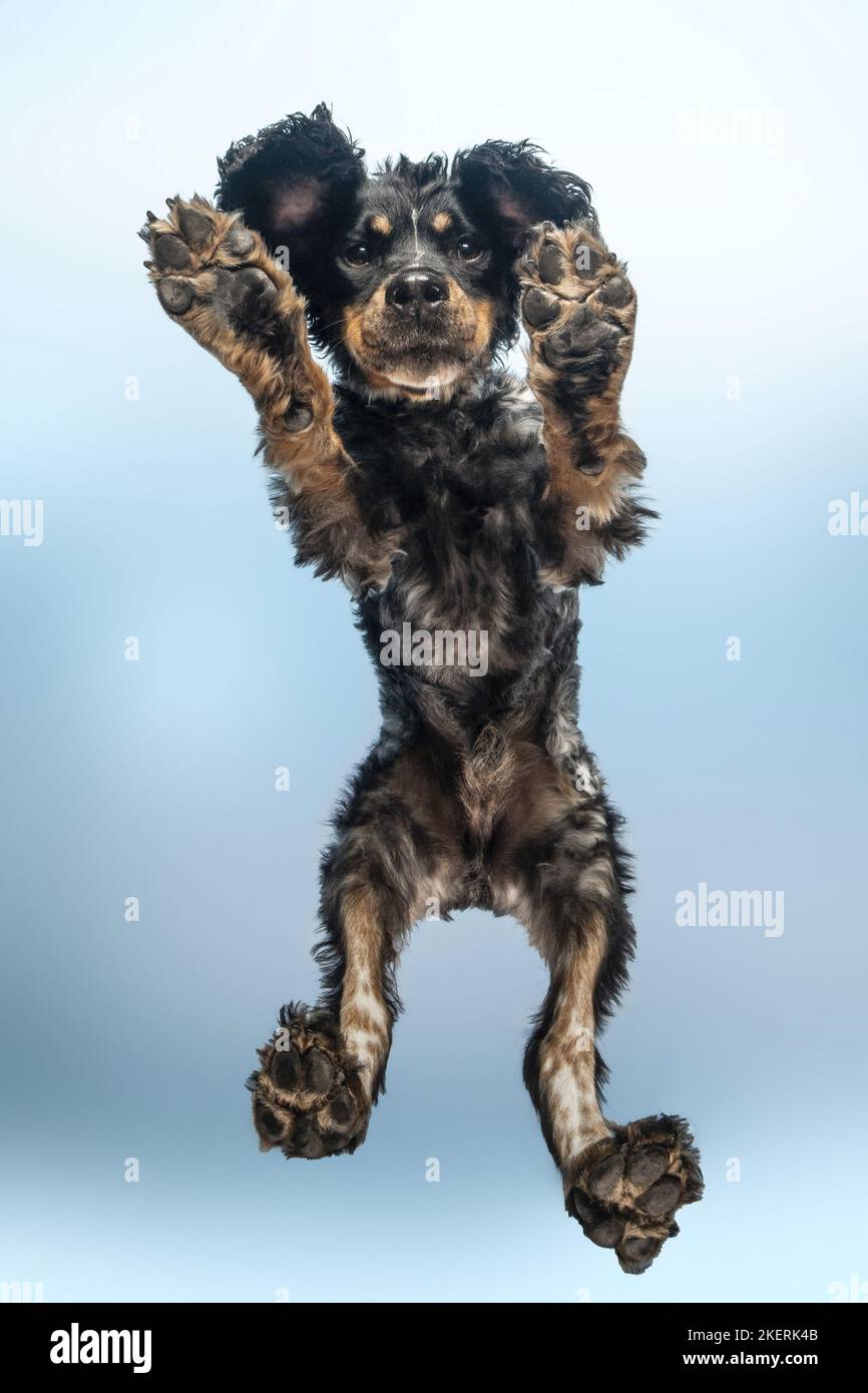 Epagneul Breton in studio Stock Photo - Alamy