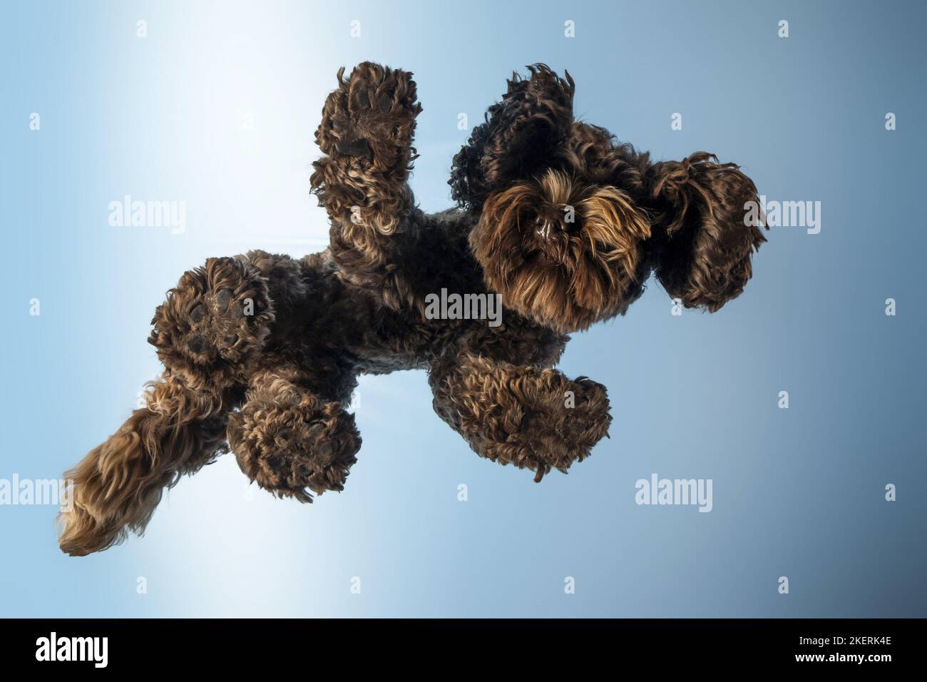 Labradoodle in studio Stock Photo - Alamy