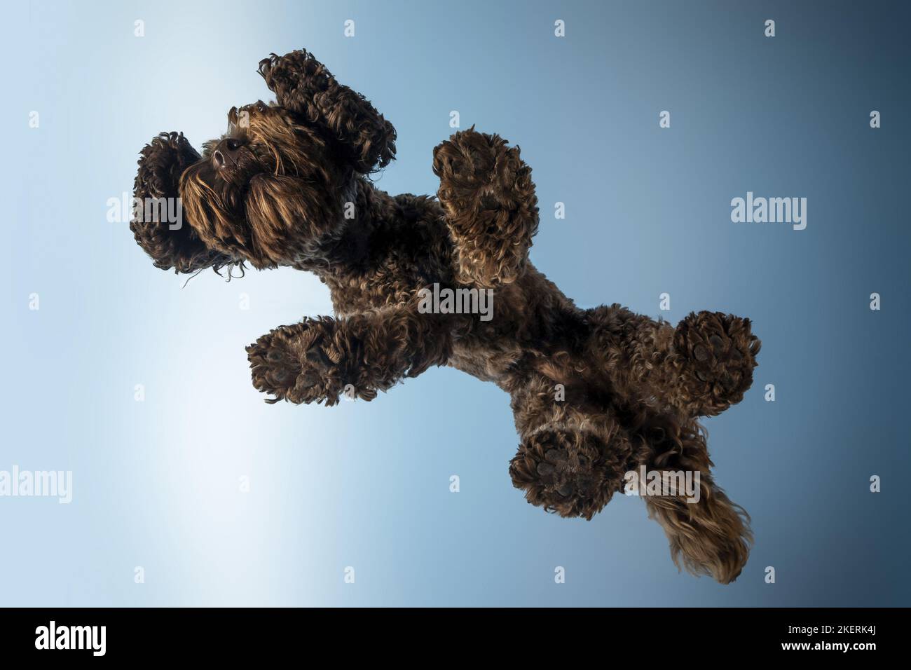 Labradoodle in studio Stock Photo - Alamy