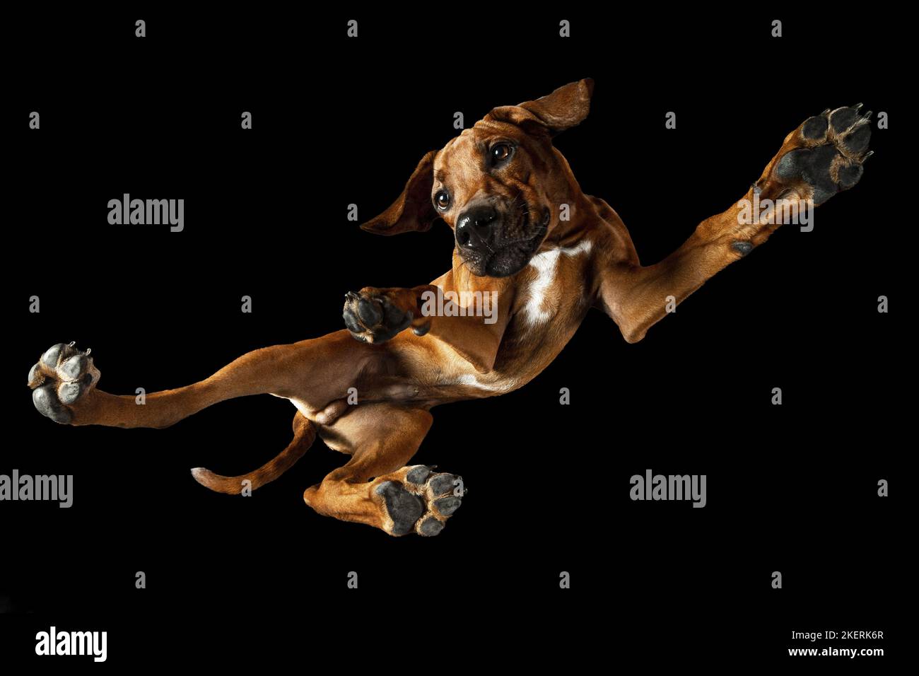 Rhodesian Ridgeback in studio Stock Photo - Alamy