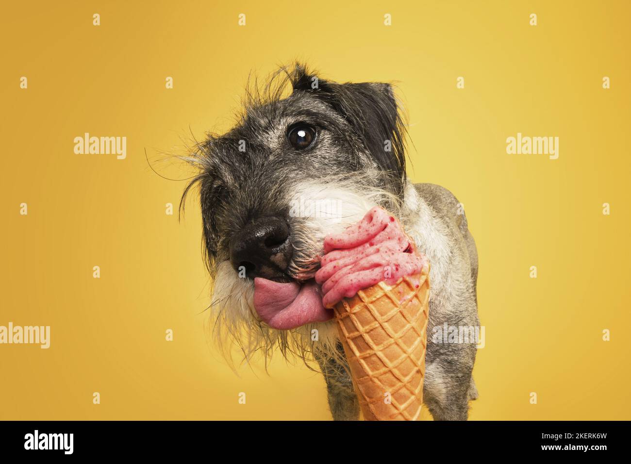 female Standard Schnauzer Stock Photo - Alamy