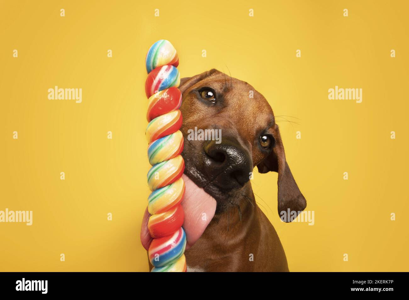 Rhodesian Ridgeback in studio Stock Photo - Alamy