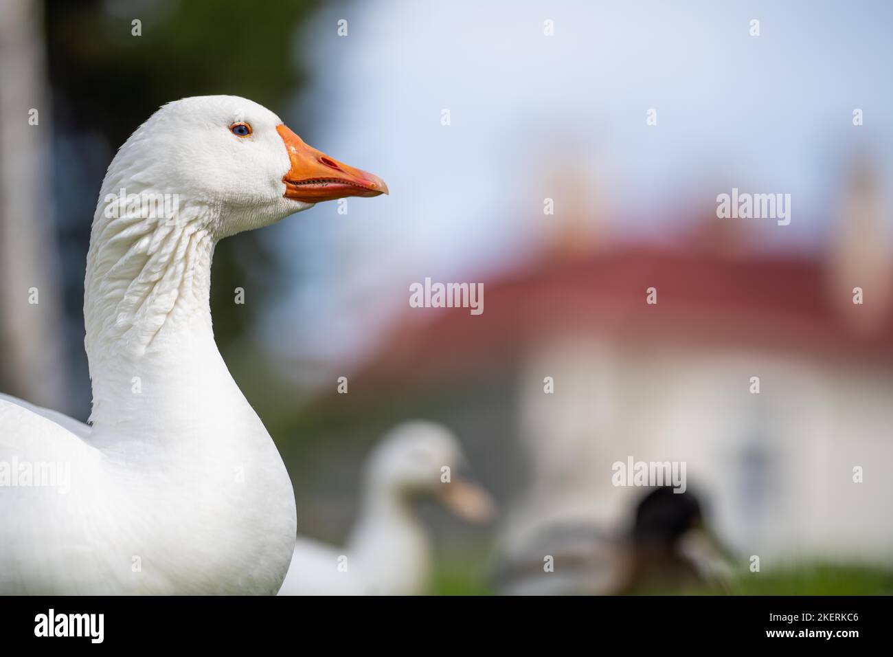 ducks and geese sleeping on a lake in spring in canada Stock Photo - Alamy