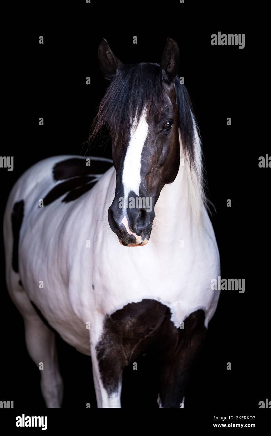 Pinto colored hi-res stock photography and images - Alamy