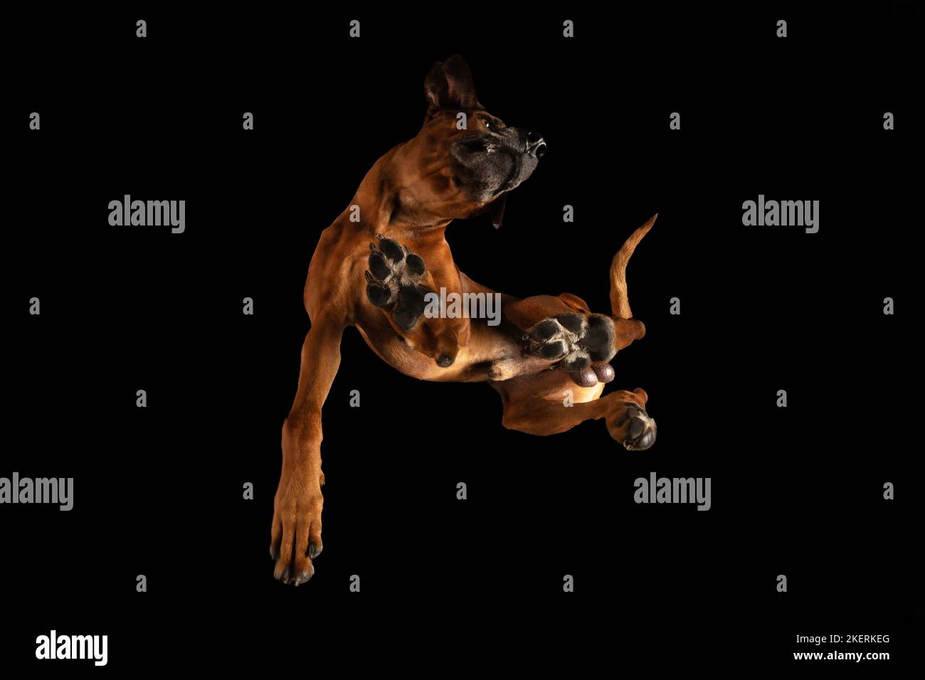 Rhodesian Ridgeback in Studio Stock Photo - Alamy