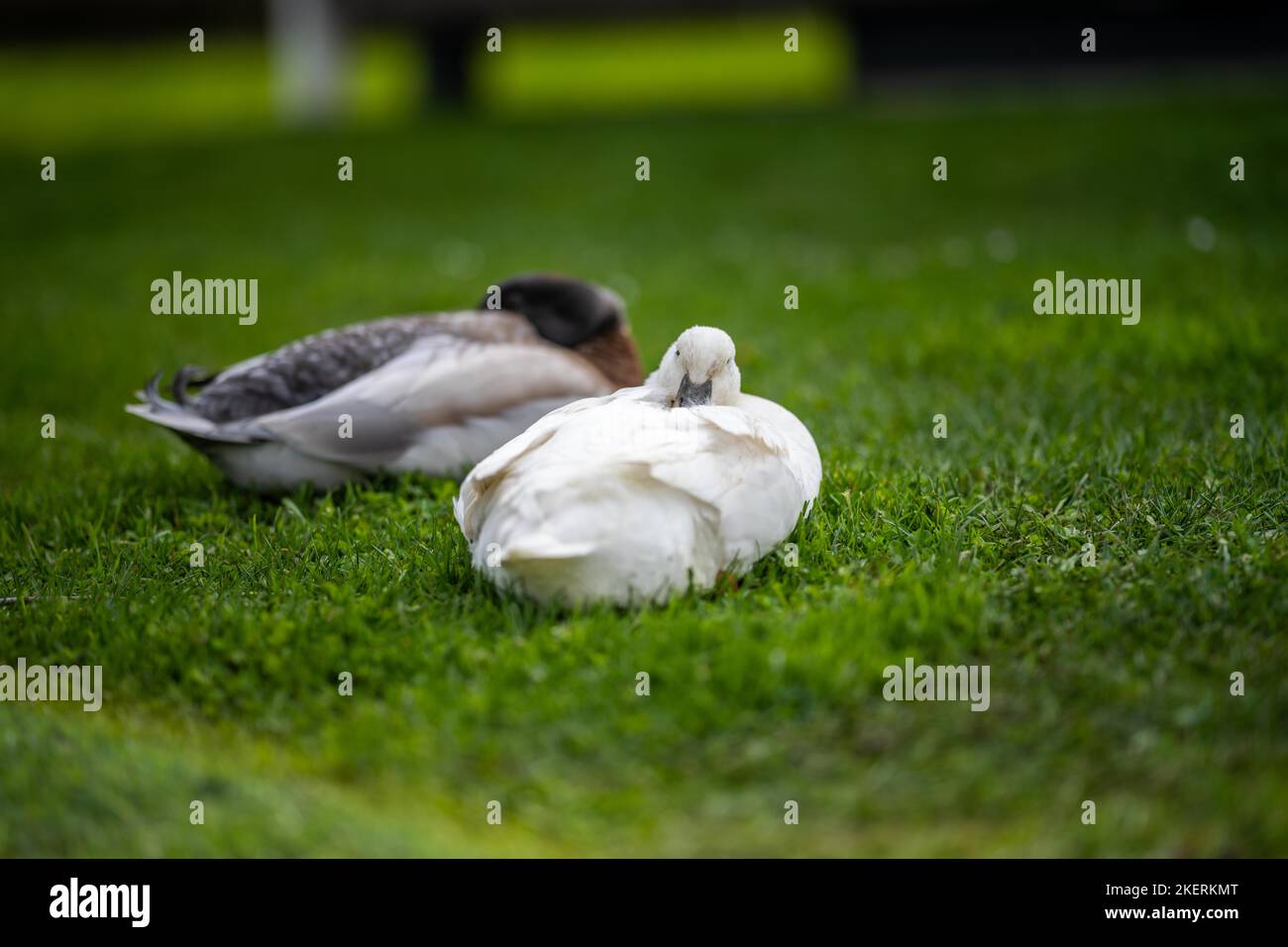 Farming in fiji hi-res stock photography and images - Alamy