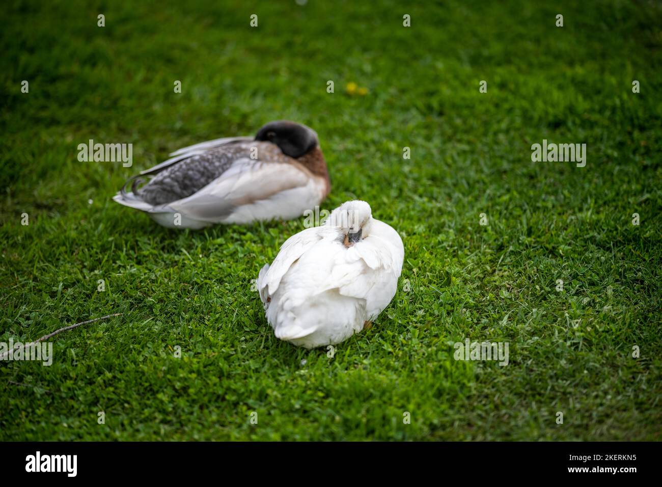 goose grazing on grass in a park in canada, in summer Stock Photo - Alamy