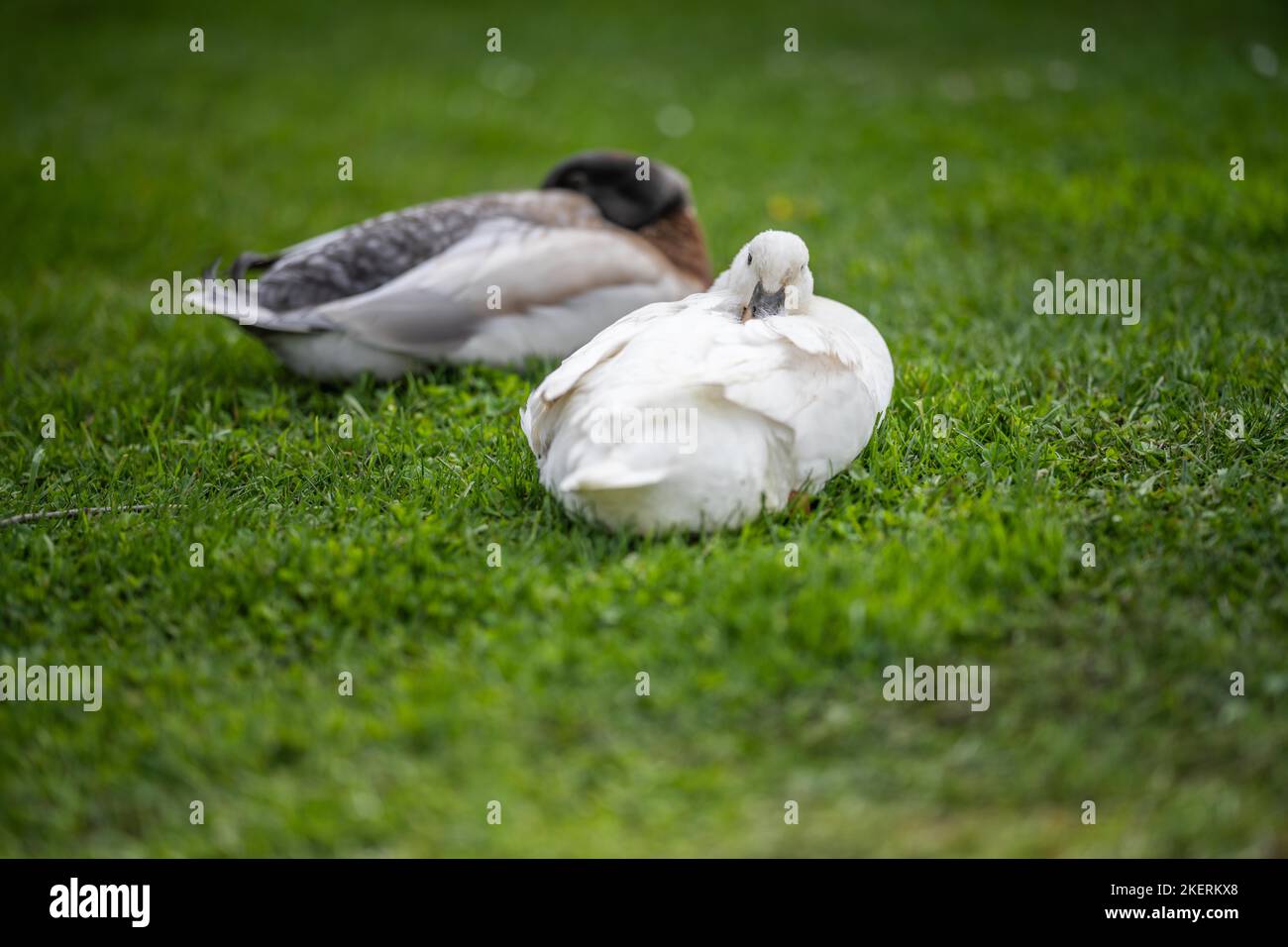 ducks and geese sleeping on a lake in spring in canada Stock Photo - Alamy
