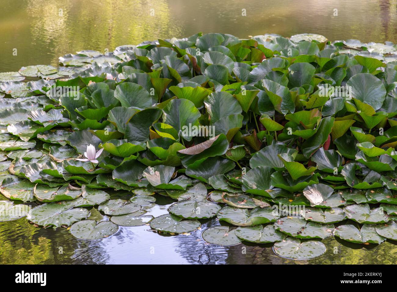 Abundantly overgrown Nymphaea leaves and an opened white flower in a ...