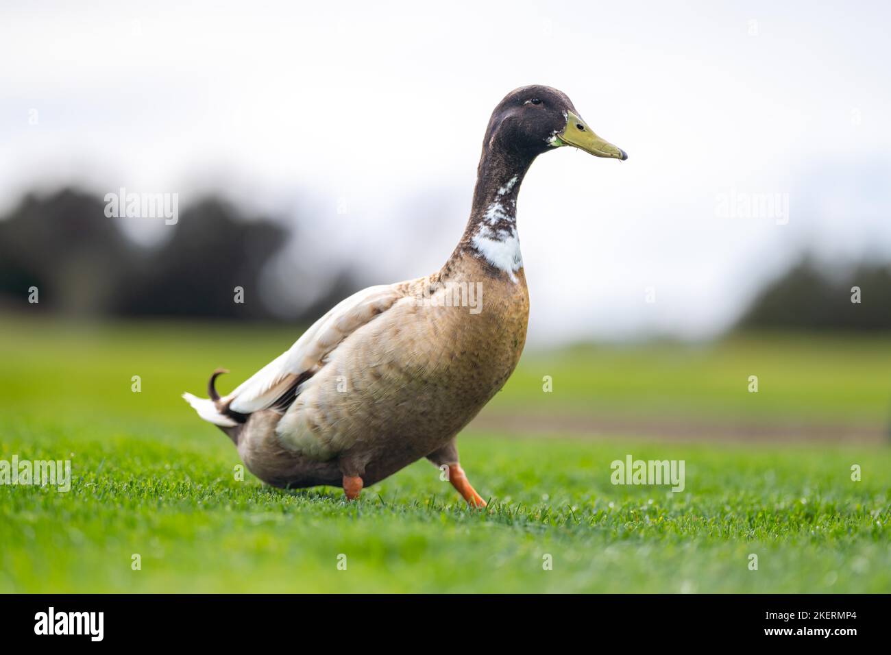 ducks and geese sleeping on a lake in spring in canada Stock Photo - Alamy