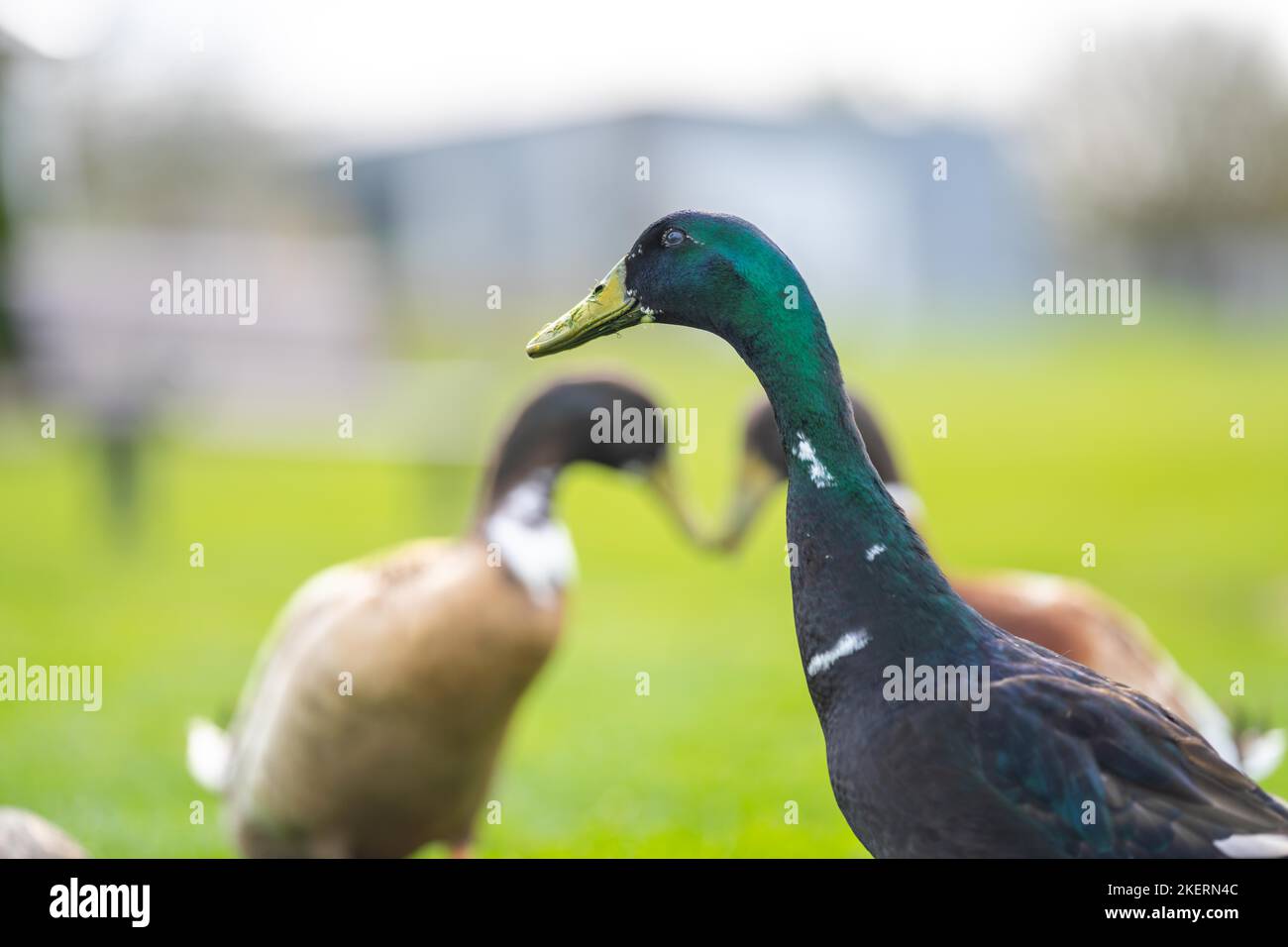 ducks and goose grazing on grass in a park in canada, in summertime ...