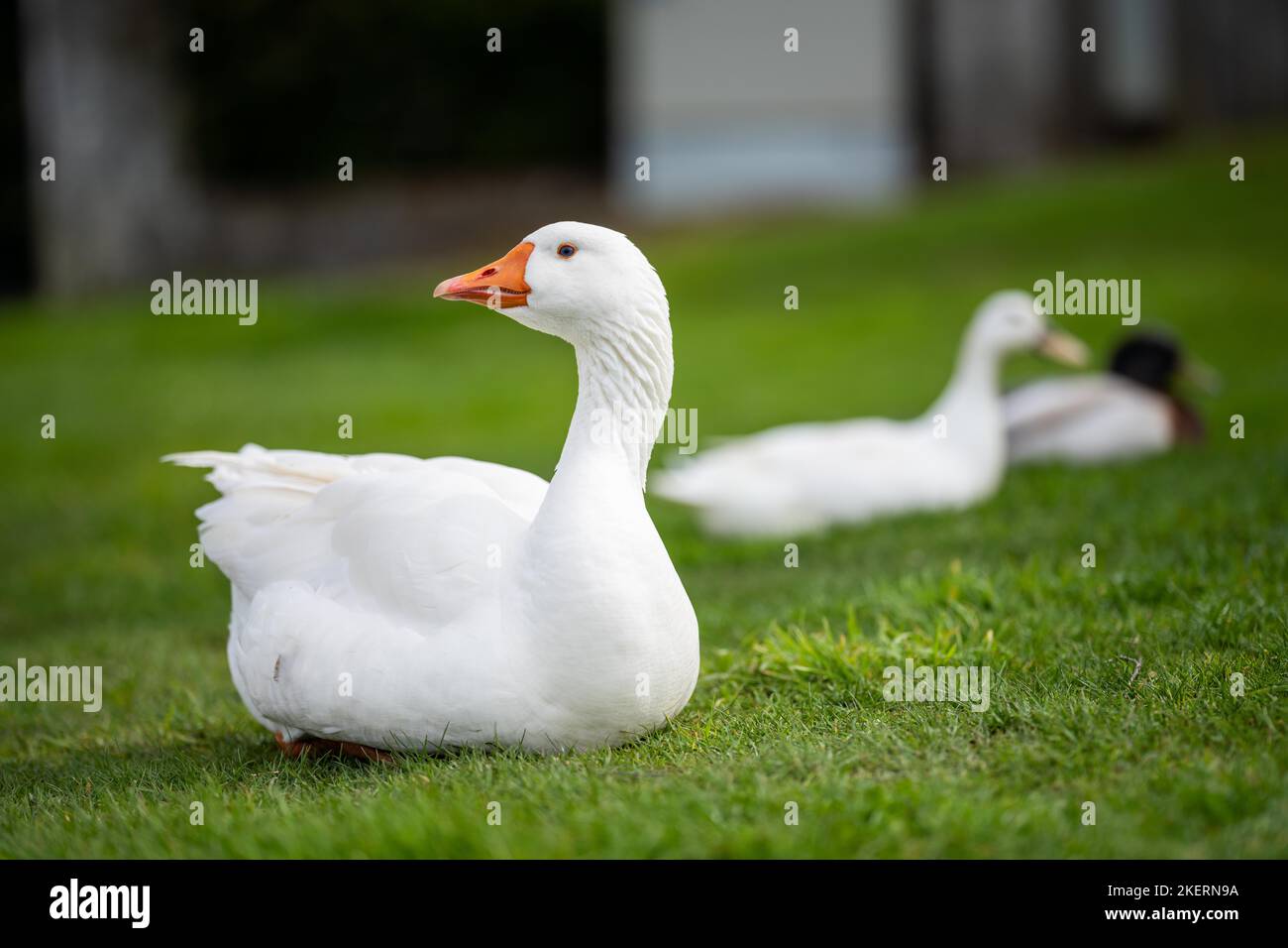 goose and white geese in nature in the park in spring Stock Photo - Alamy